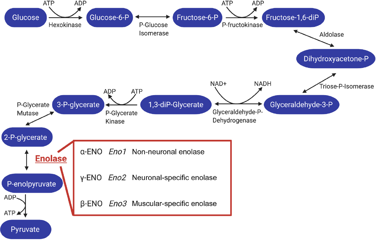 Unlikely role of glycolytic enzyme α-enolase in cancer metastasis and its potential as a ...