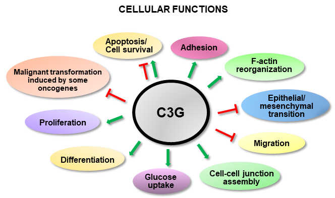 Contribution of C3G and other GEFs to liver cancer development and ...