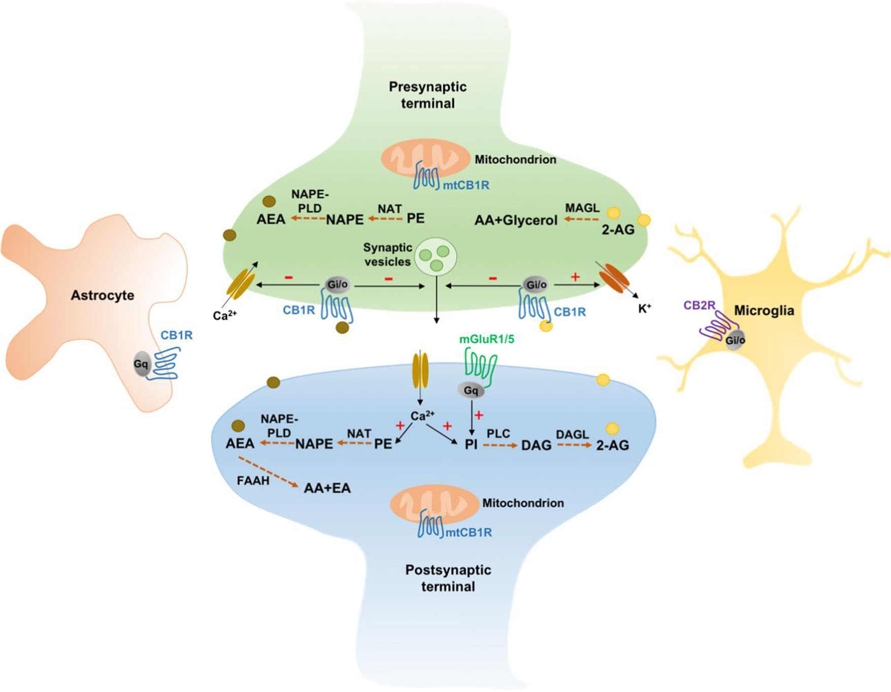 Cb1 Receptor Signaling