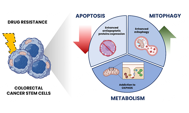 Cancer Drug Resistance