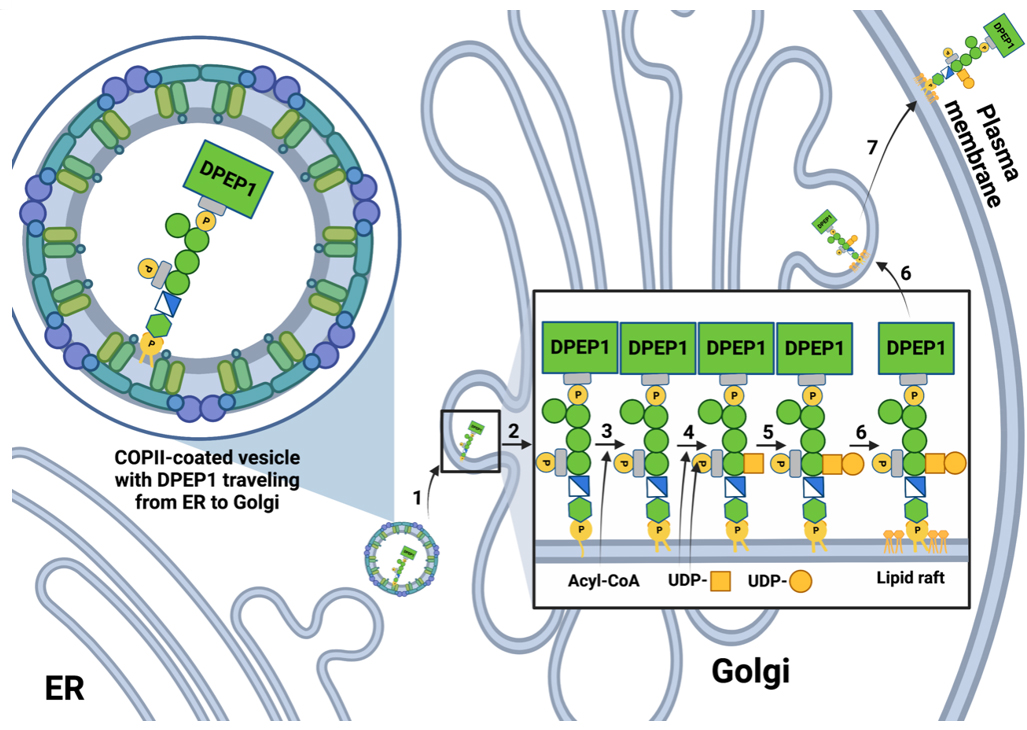 Emerging connections between GPI-anchored proteins and their ...