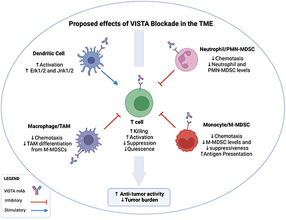 The role of VISTA in the tumor microenvironment