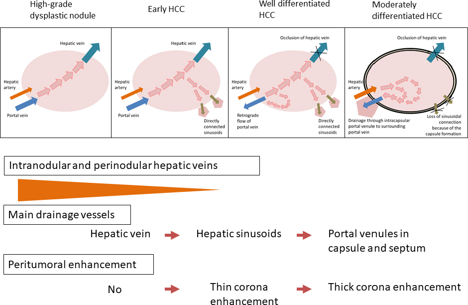 Intraarterial and intravenous contrast enhanced CT and MR imaging of ...