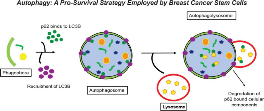Autophagy in breast cancer metastatic dormancy: tumor suppressing or tumor promoting functions?