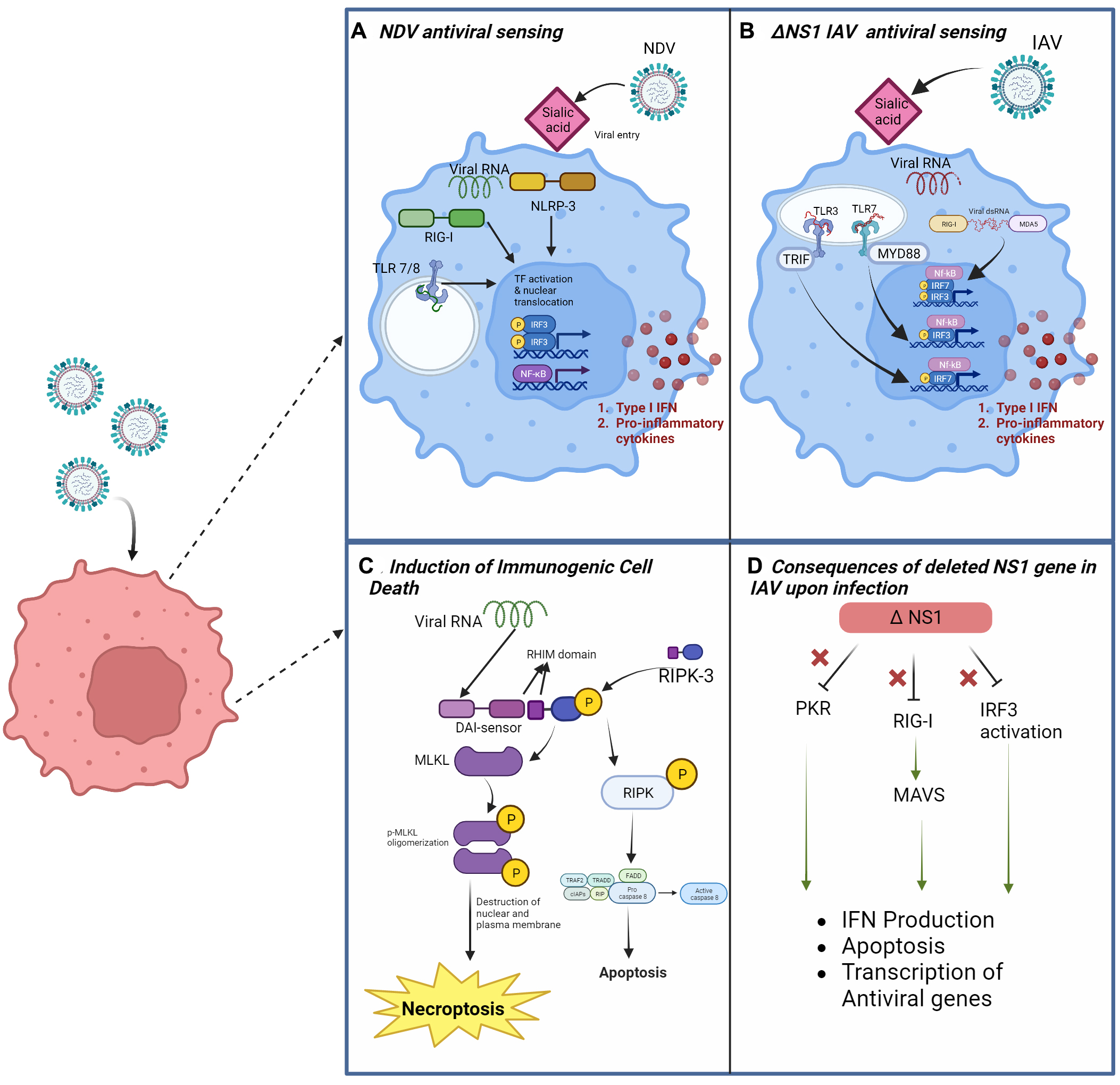 Immune responses elicited by ssRNA(-) oncolytic viruses in the host and in the tumor ...