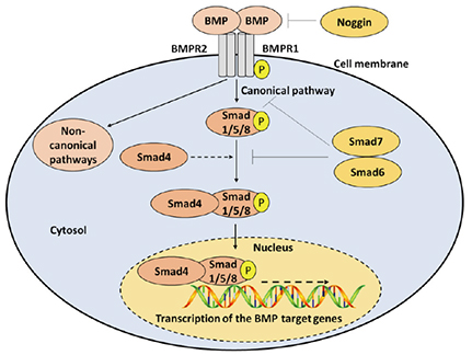 Bone morphogenic protein signaling in spinal cord injury